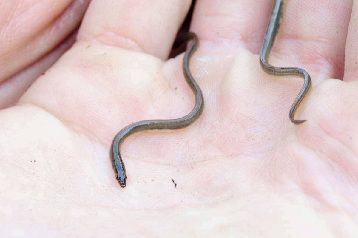Trapped baby eels to get a helping hand in Greenwich