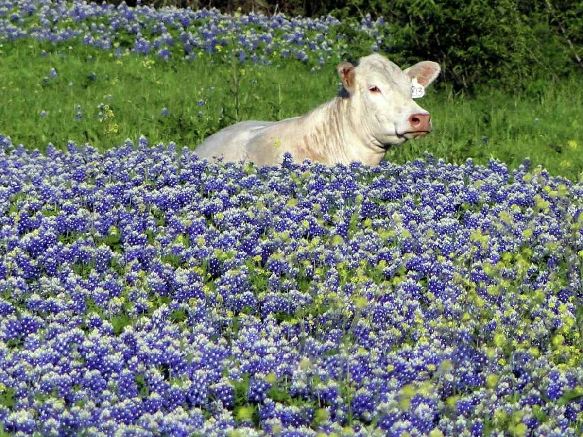 Bluebonnet Trails: When in Ennis, it pays to follow the directions