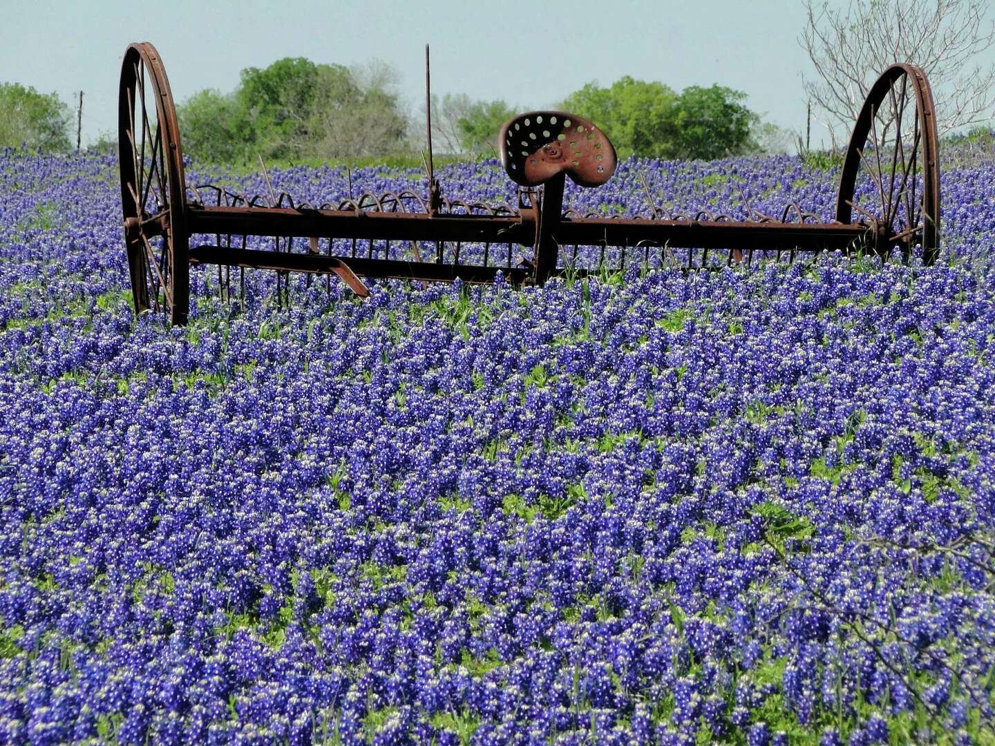 Bluebonnet Trails: When in Ennis, it pays to follow the directions