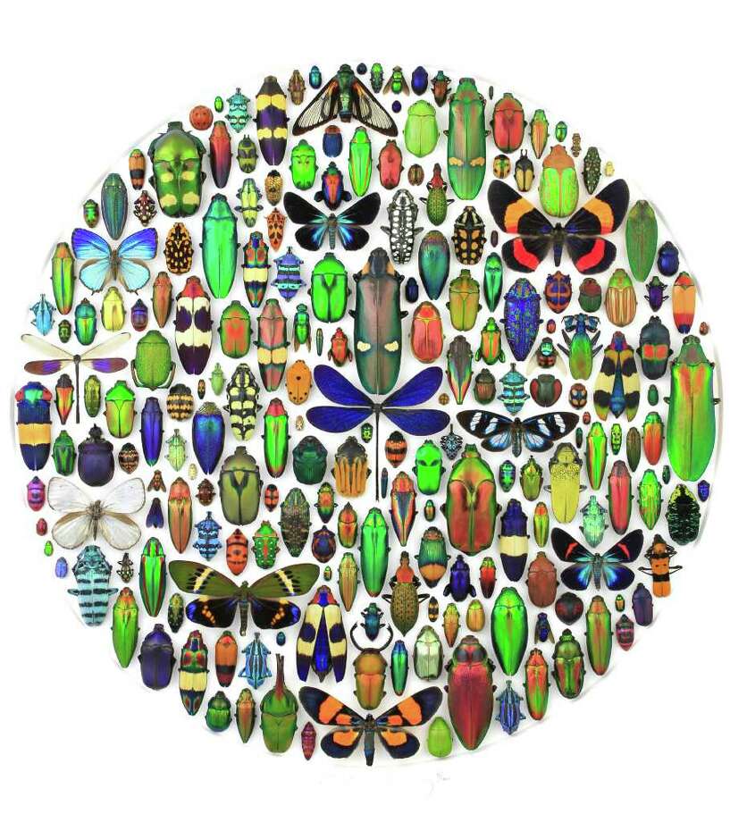 Designer-illustrator Christopher Marley is bugged - Houston Chronicle