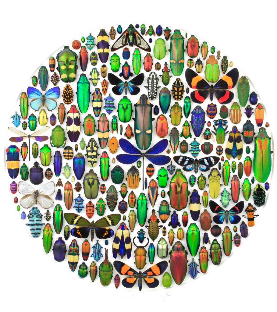 Designer-illustrator Christopher Marley is bugged