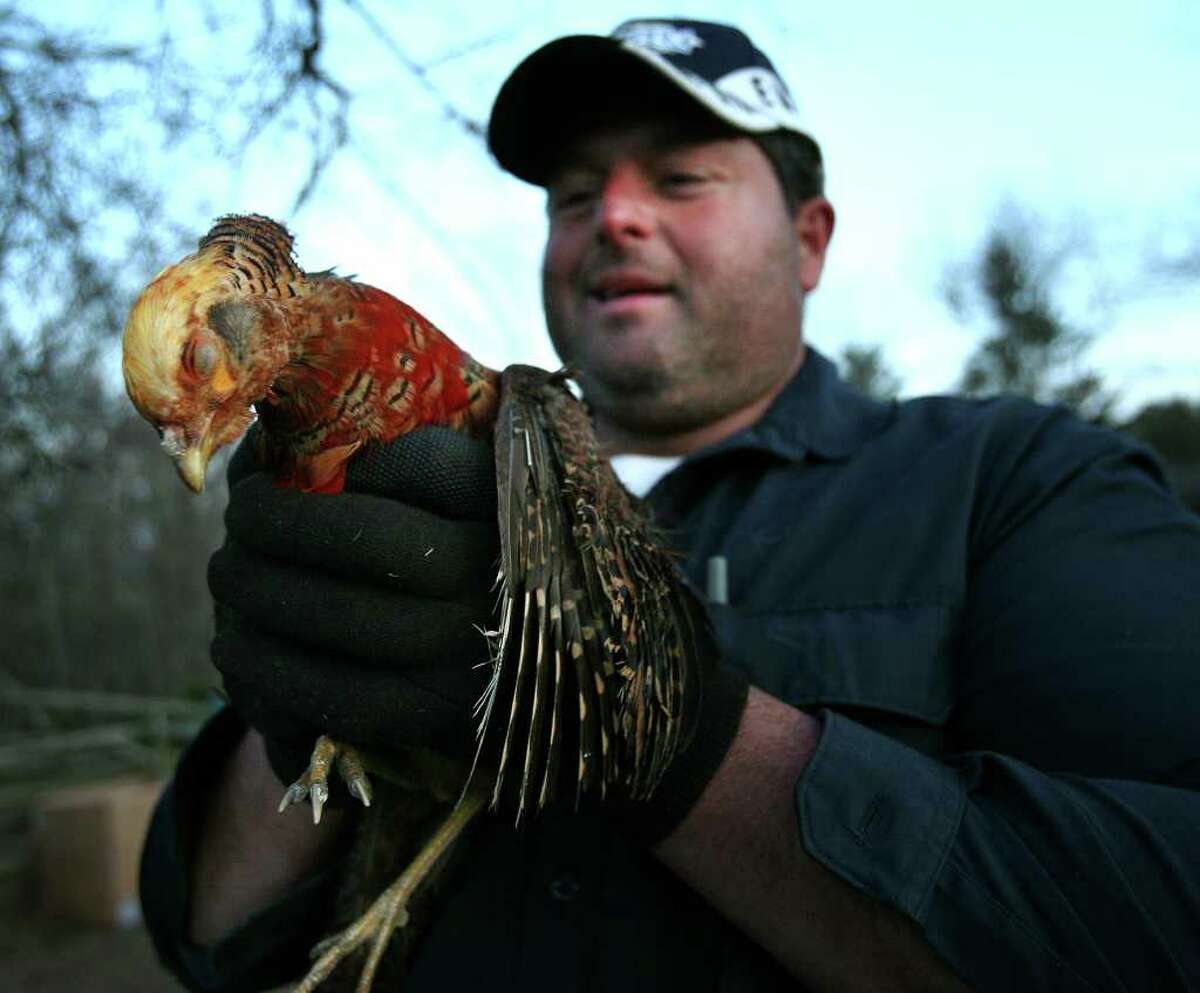From goats to peacocks, he's saving them all