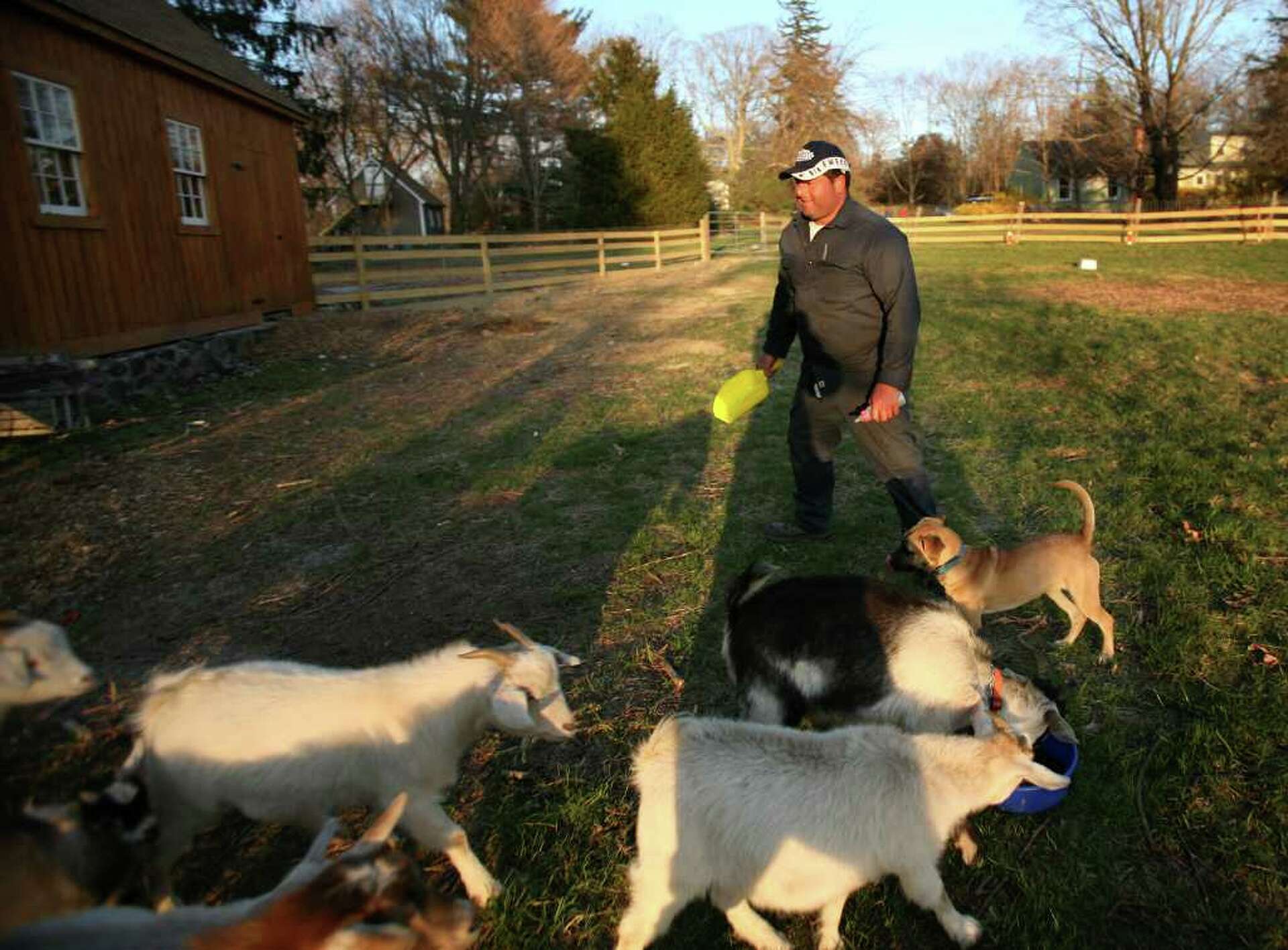 From goats to peacocks, he's saving them all
