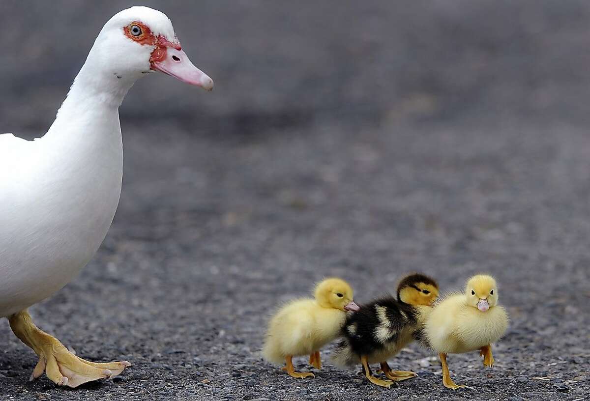 Why did the duckling climb the curb?