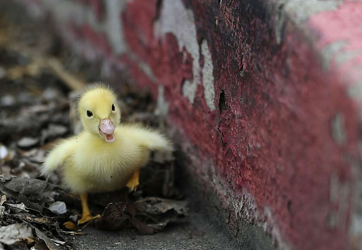 Why did the duckling climb the curb?