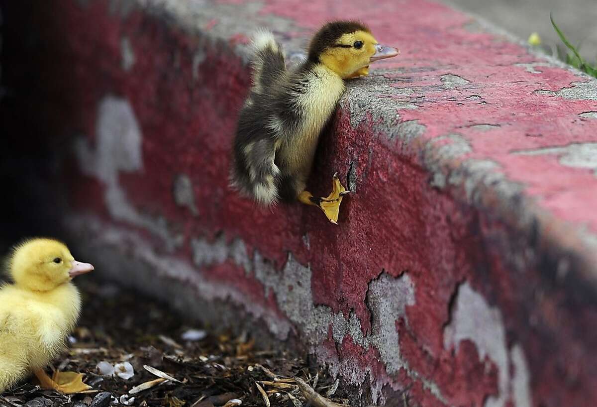 Why did the duckling climb the curb?