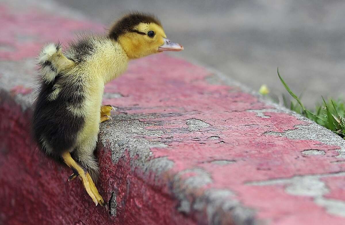 Why did the duckling climb the curb?