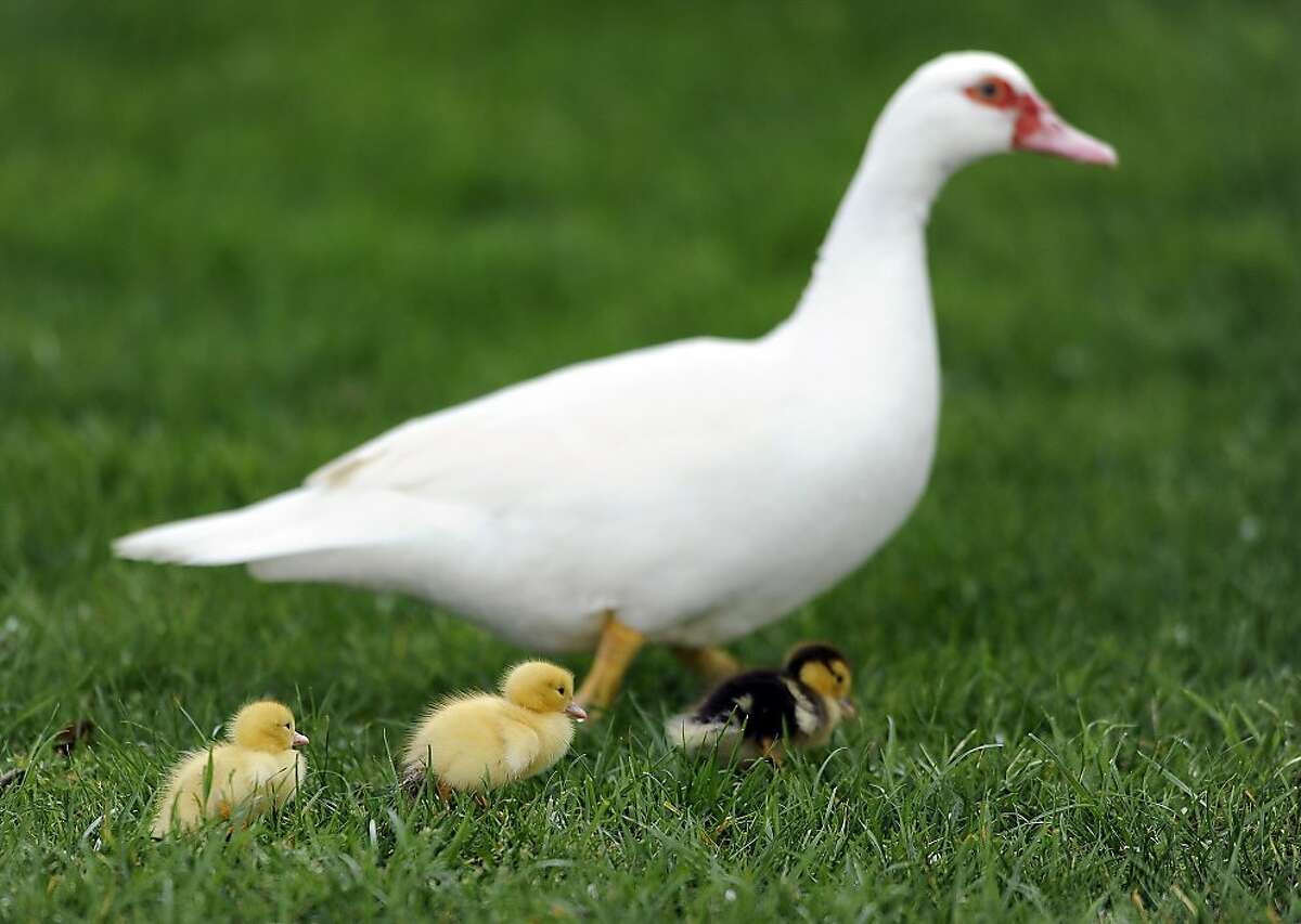 Why did the duckling climb the curb?