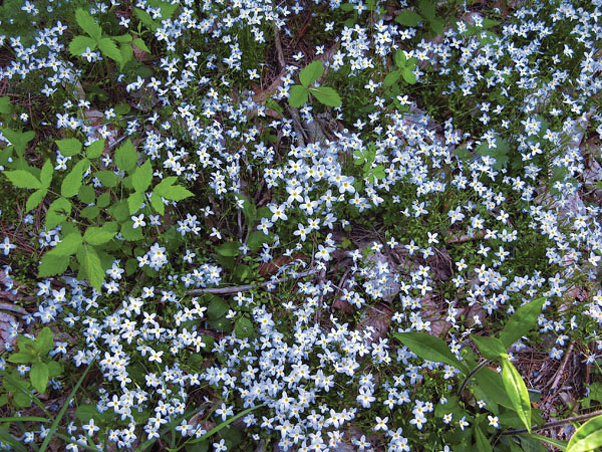 Outdoors: Walk on the Wild(flower) Side