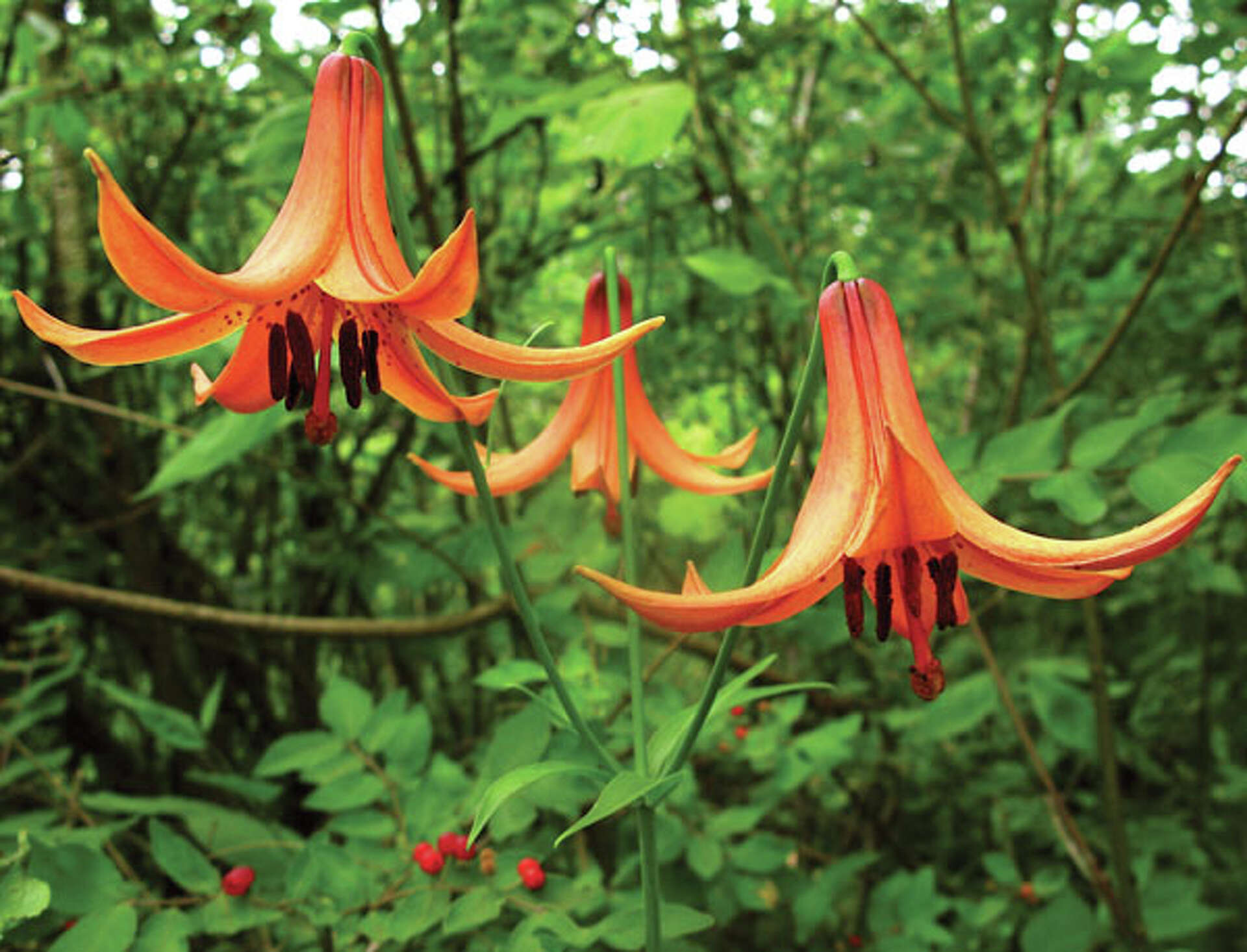 Outdoors: Walk on the Wild(flower) Side