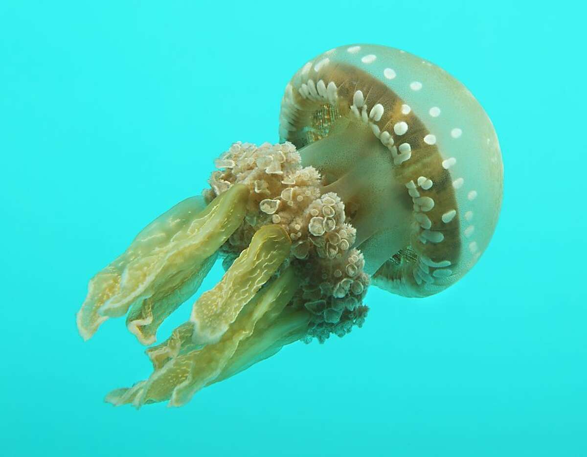 Monterey aquarium jellies jam to psychedelic beat