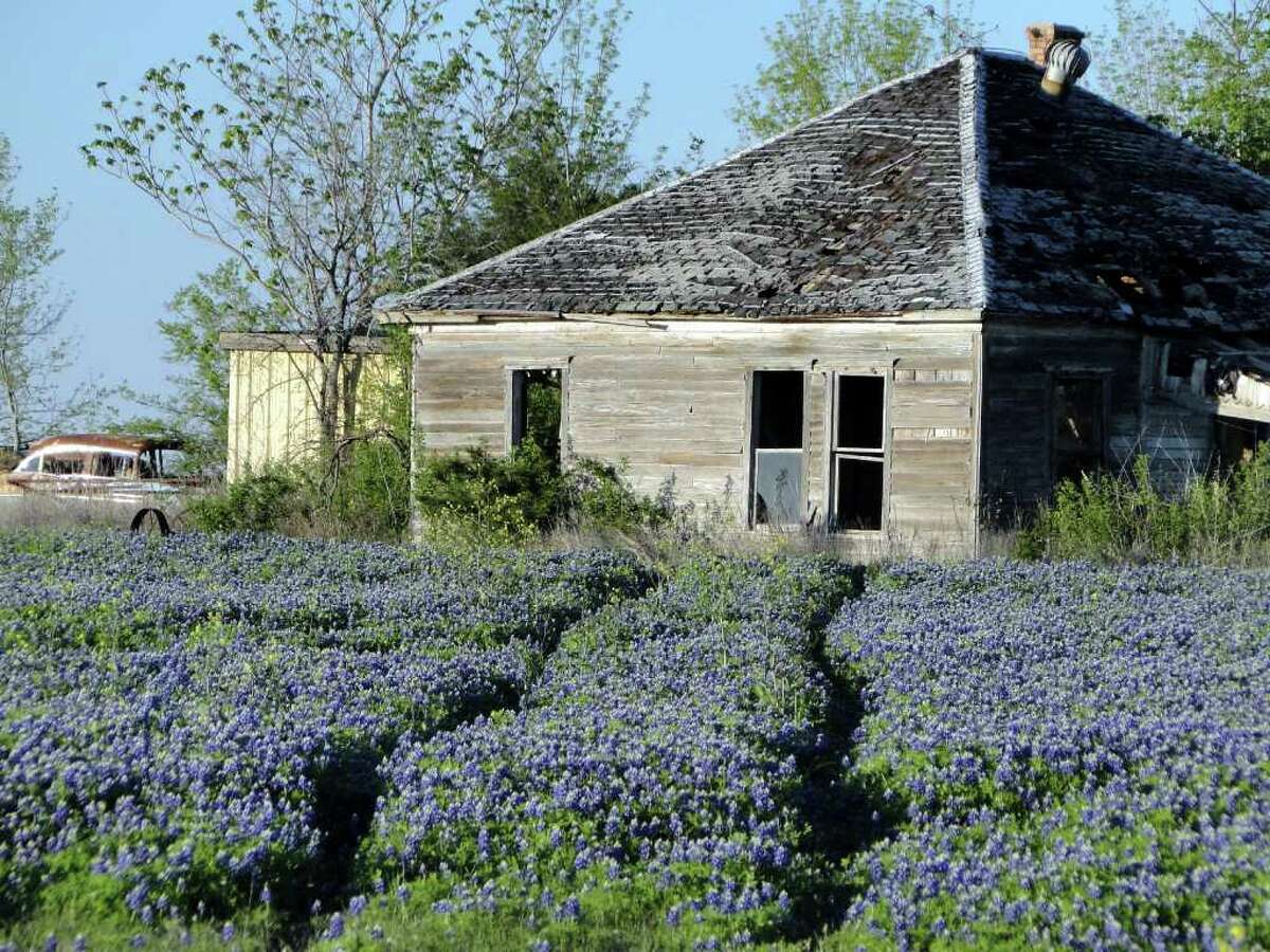 Bluebonnets are expected to have a long season this year