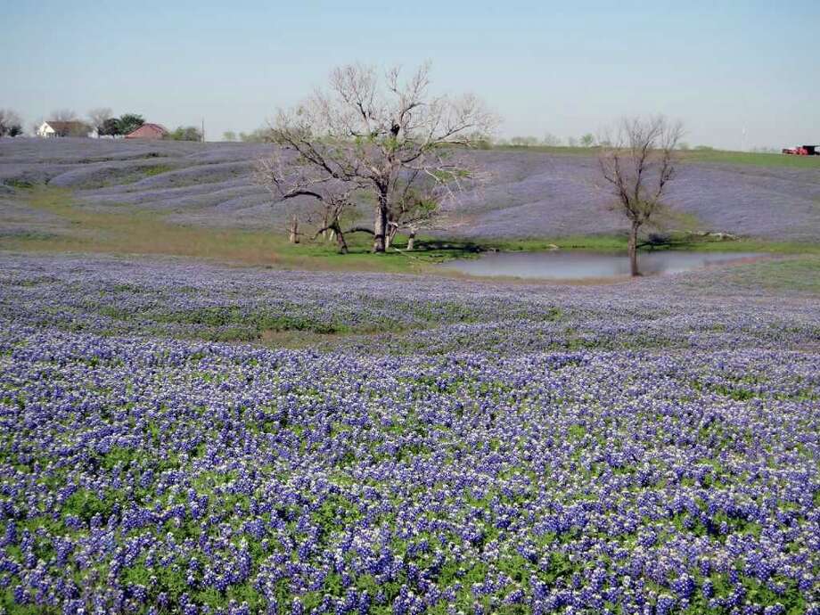 Bluebonnets are expected to have a long season this year - Houston ...