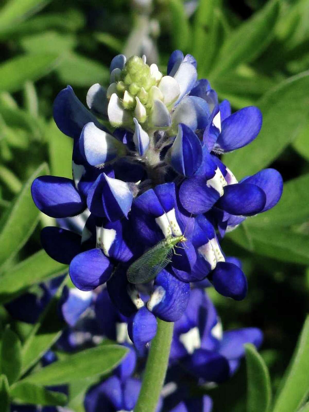 Bluebonnets are expected to have a long season this year