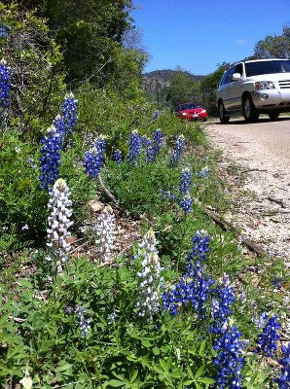 Bluebonnet forecast for 2014 looks promising
