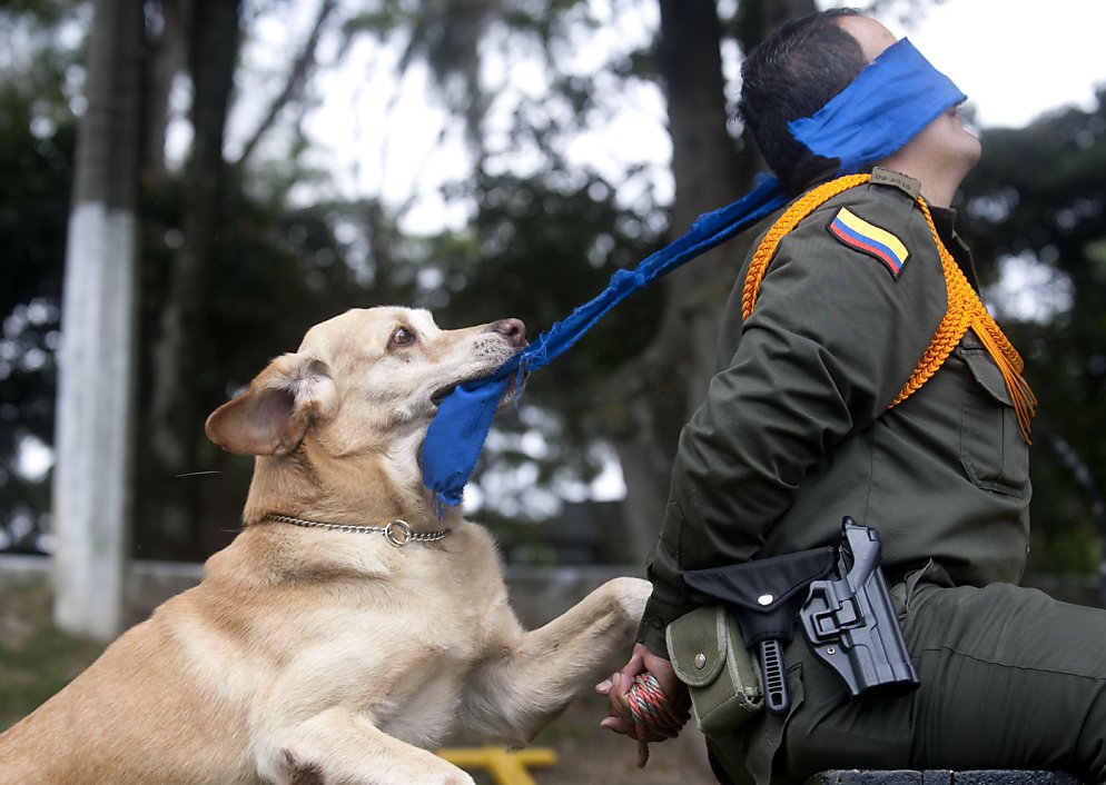 Training Colombian police dogs