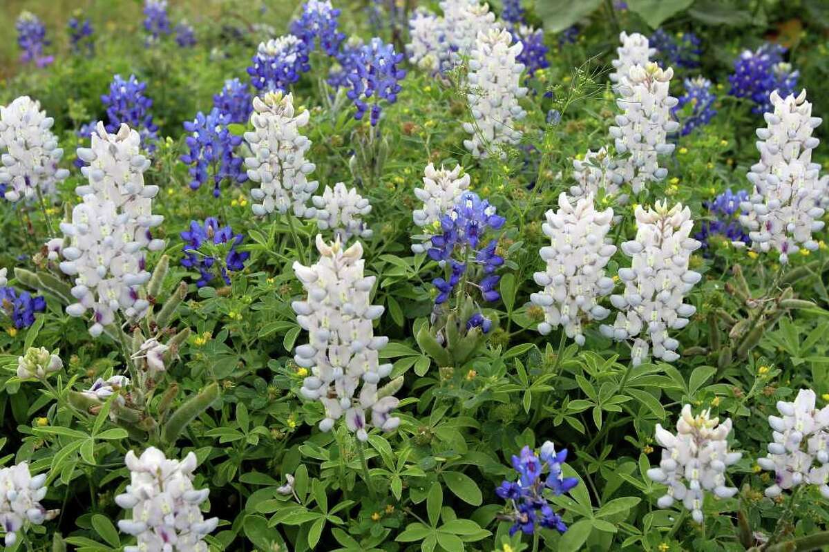 Bluebonnet forecast for 2014 looks promising