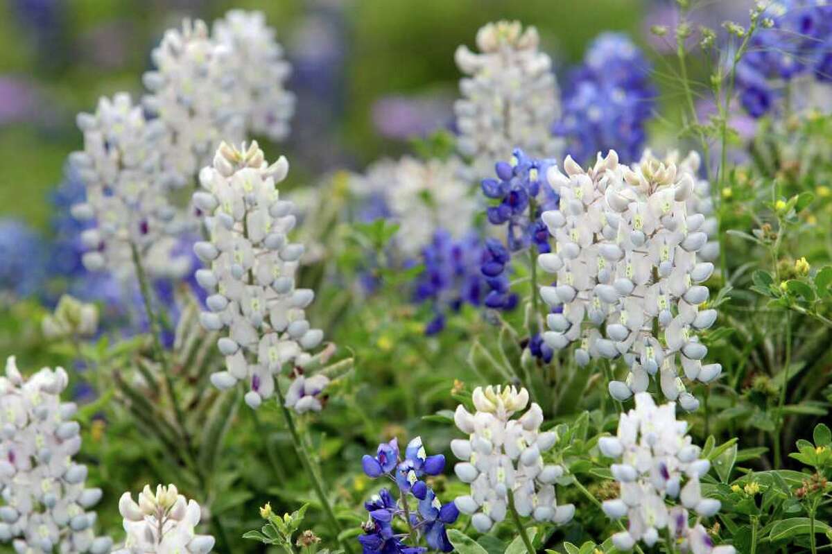 Bluebonnet forecast for 2014 looks promising