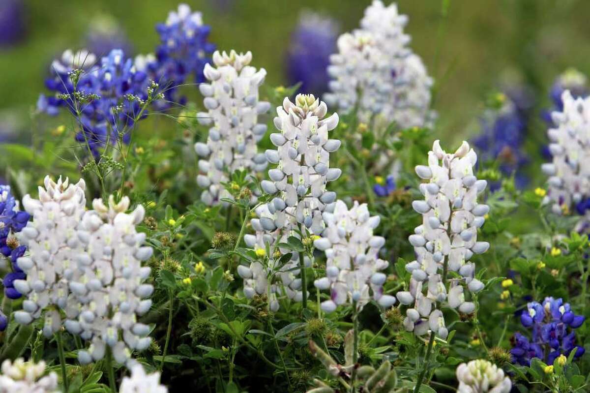 Bluebonnet forecast for 2014 looks promising