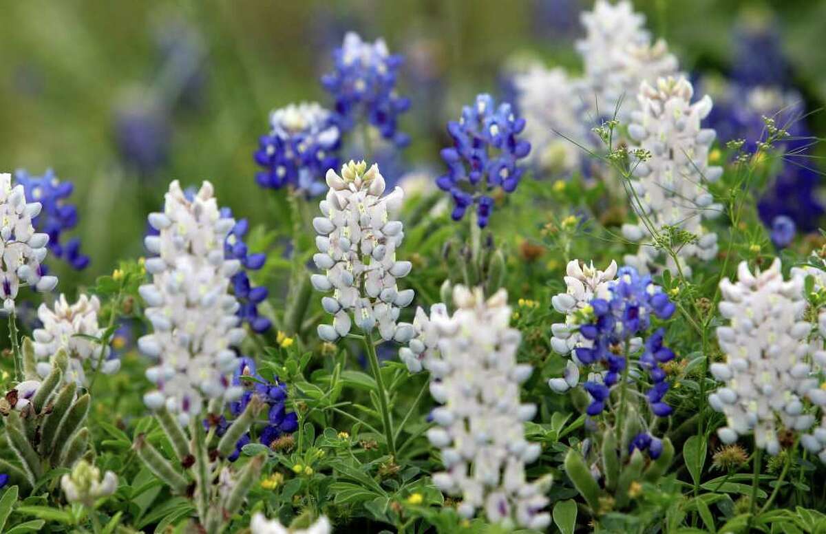 Bluebonnet forecast for 2014 looks promising