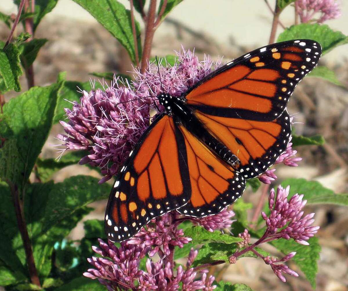Gardening for butterflies an education for entire family