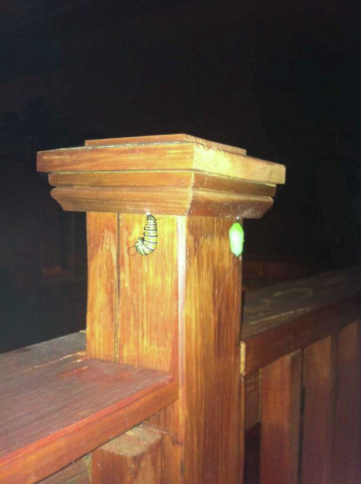 Gardening for butterflies an education for entire family