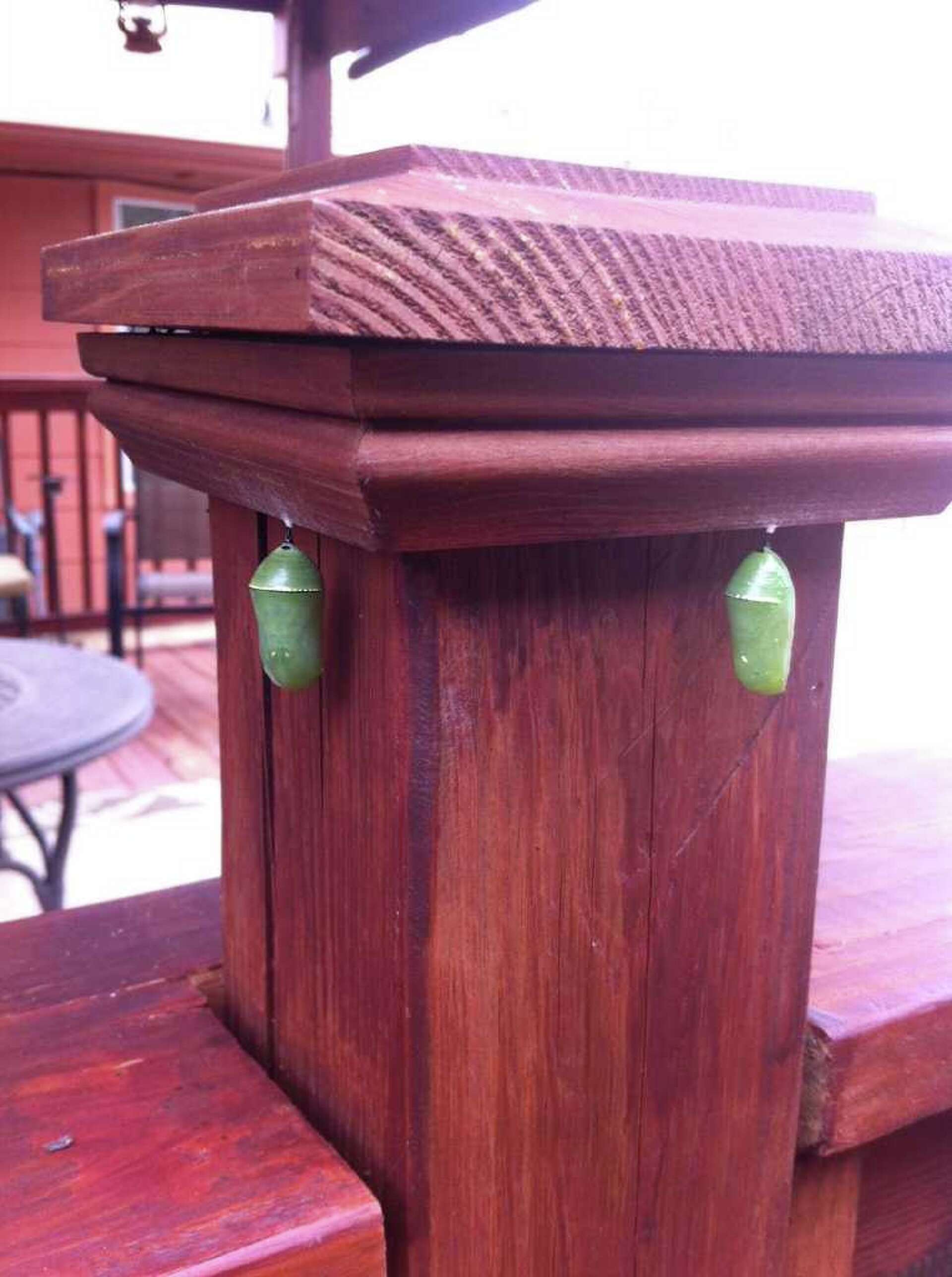 Gardening for butterflies an education for entire family