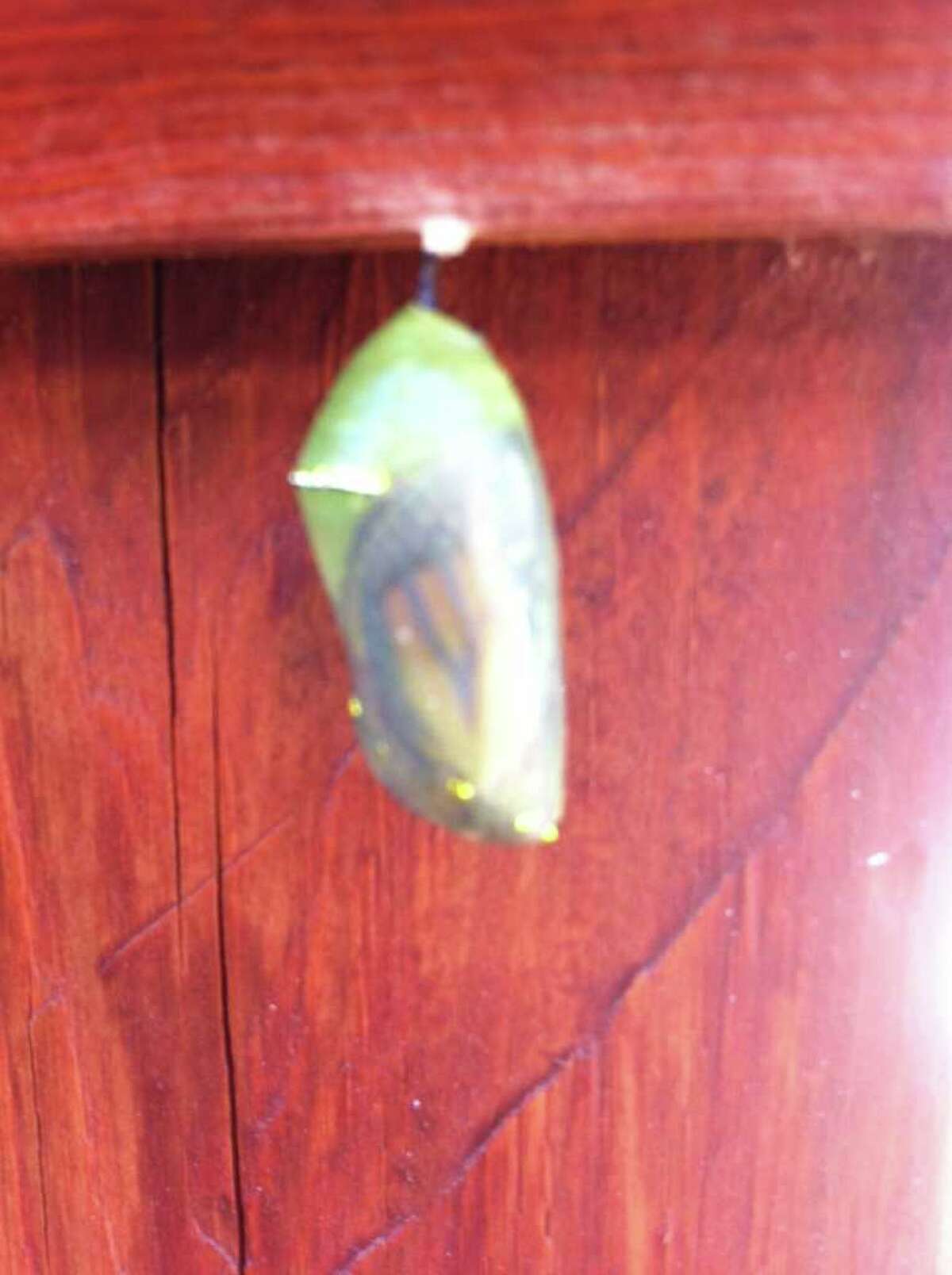 Gardening for butterflies an education for entire family