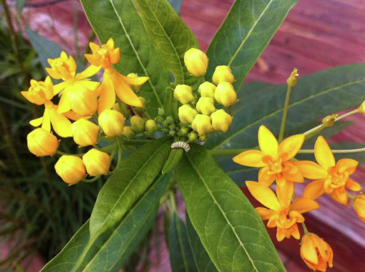 Gardening for butterflies an education for entire family