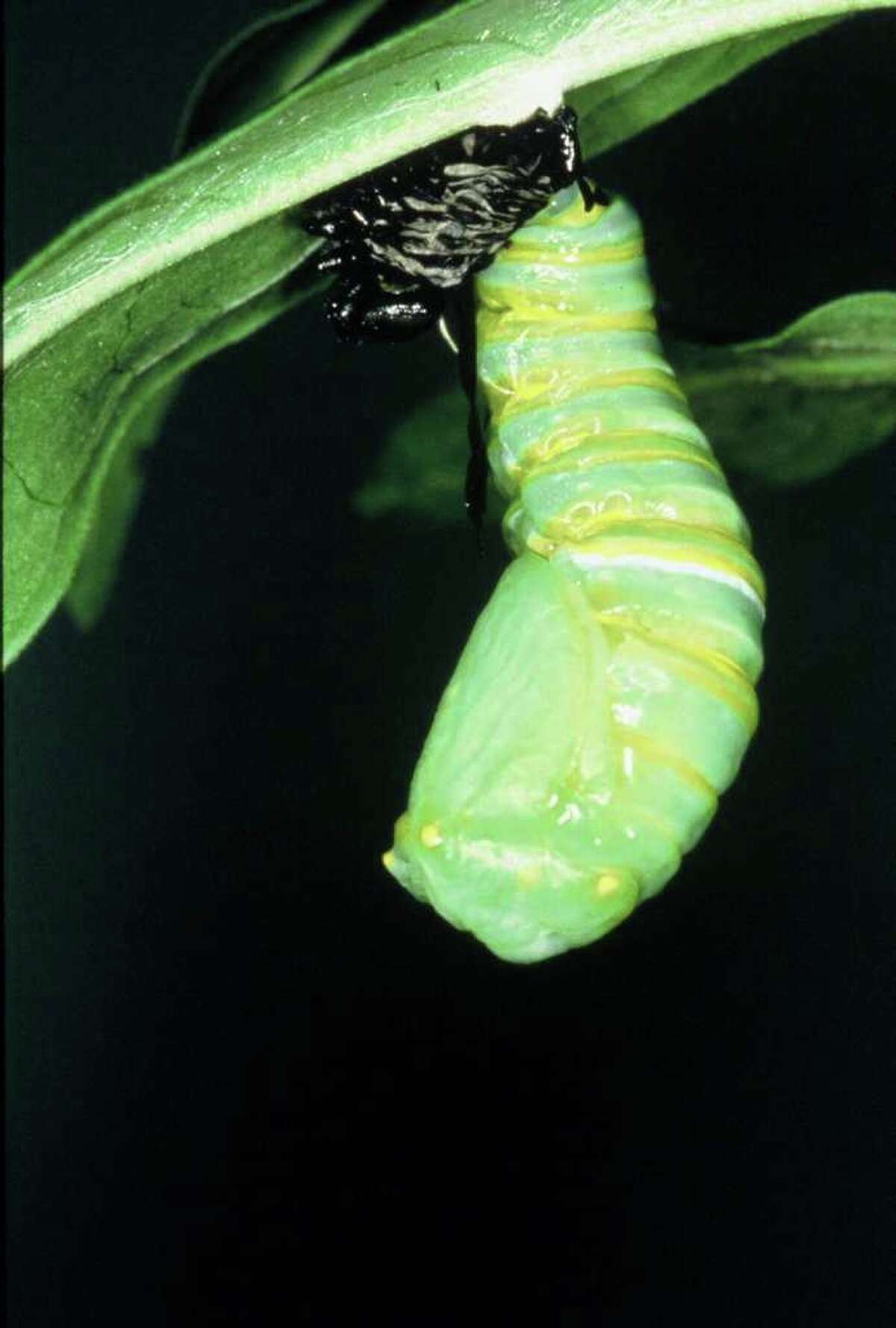 Gardening for butterflies an education for entire family