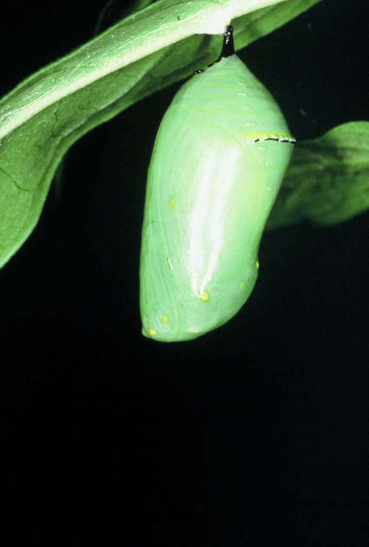 Gardening for butterflies an education for entire family