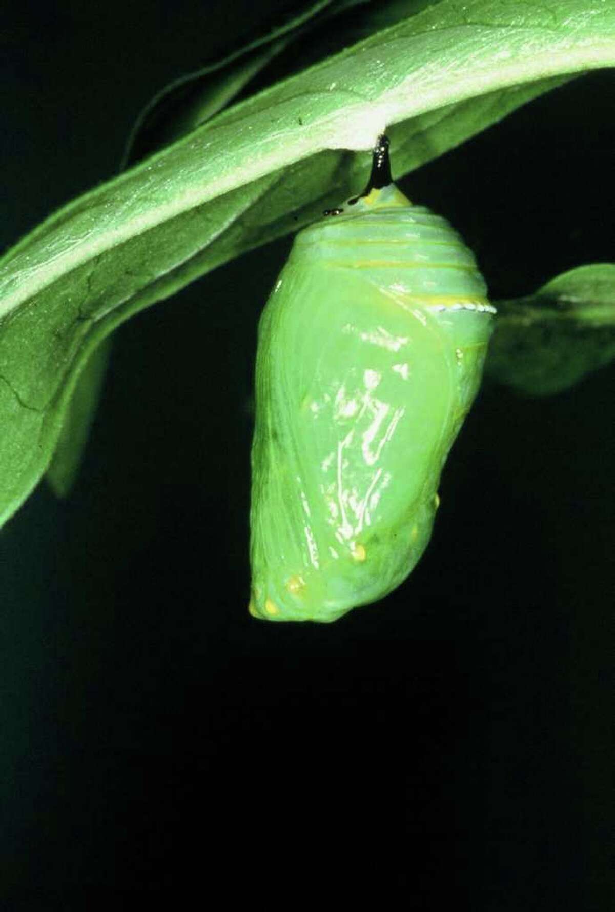 Gardening for butterflies an education for entire family