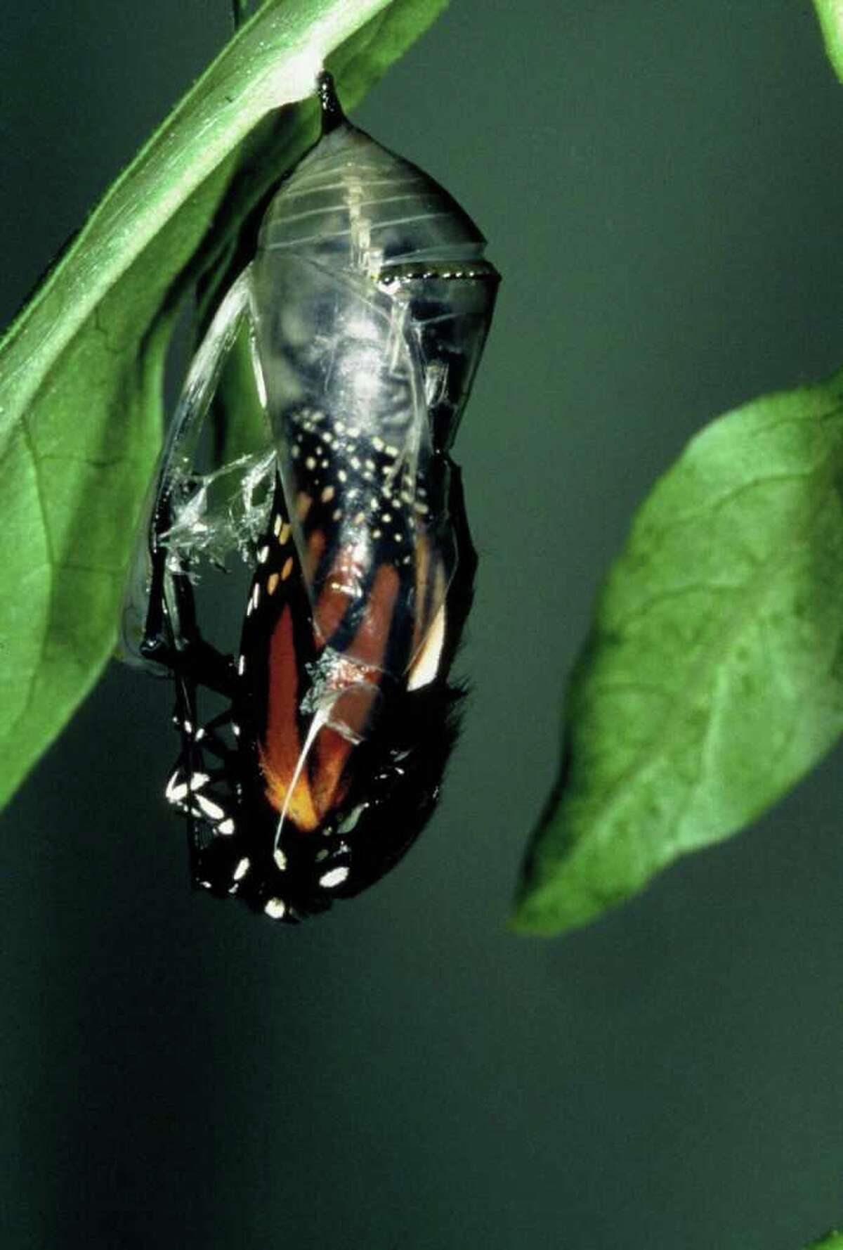 Gardening for butterflies an education for entire family