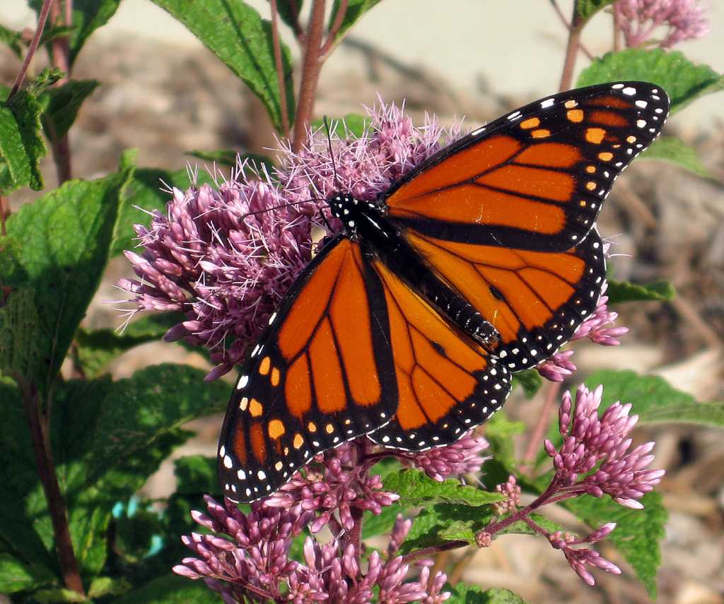 Gardening for butterflies an education for entire family