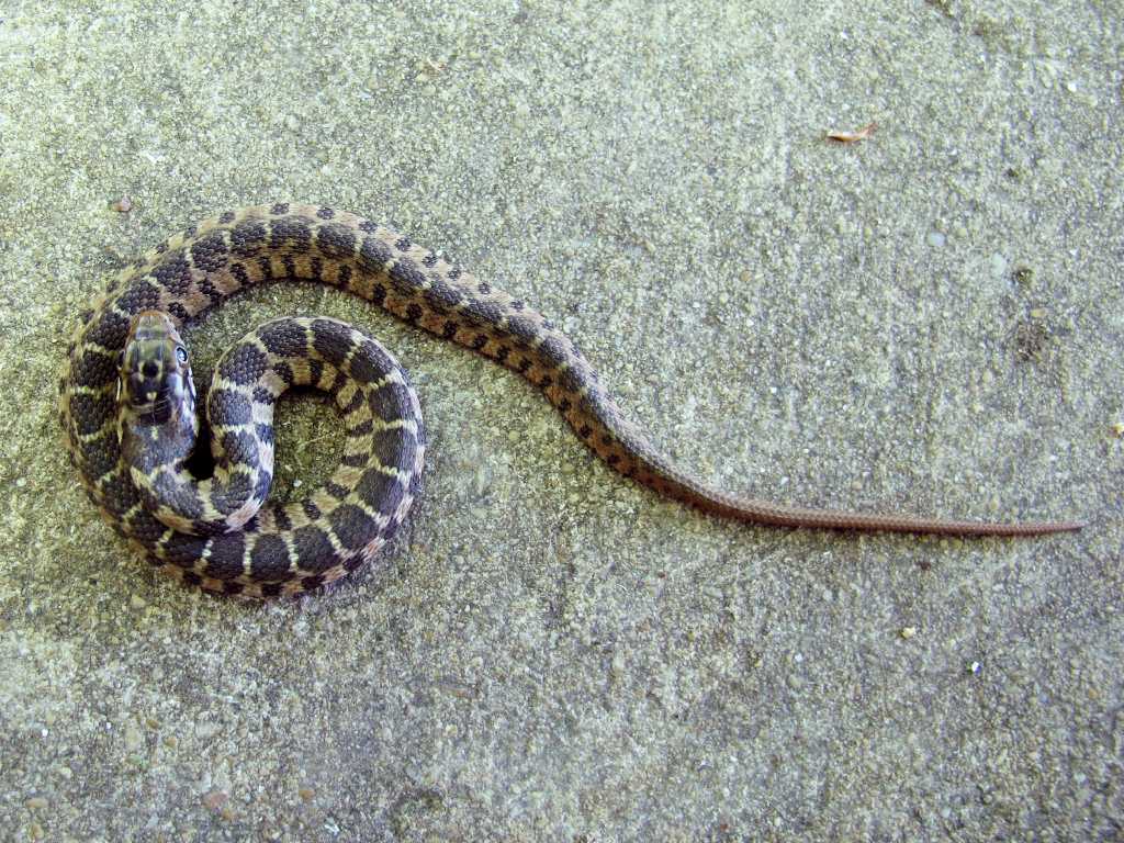 Mims: Critters return to area in small numbers