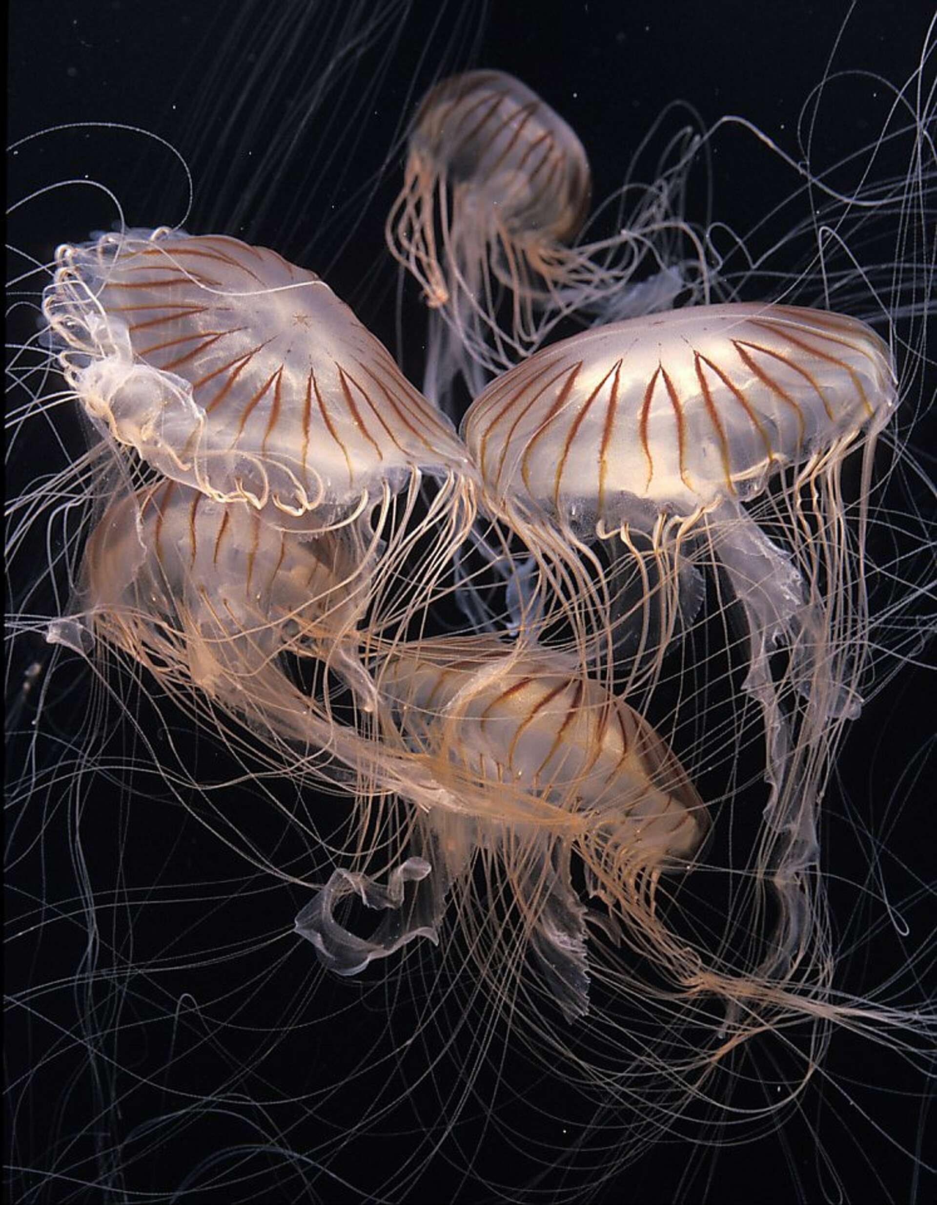 Monterey aquarium jellies jam to psychedelic beat