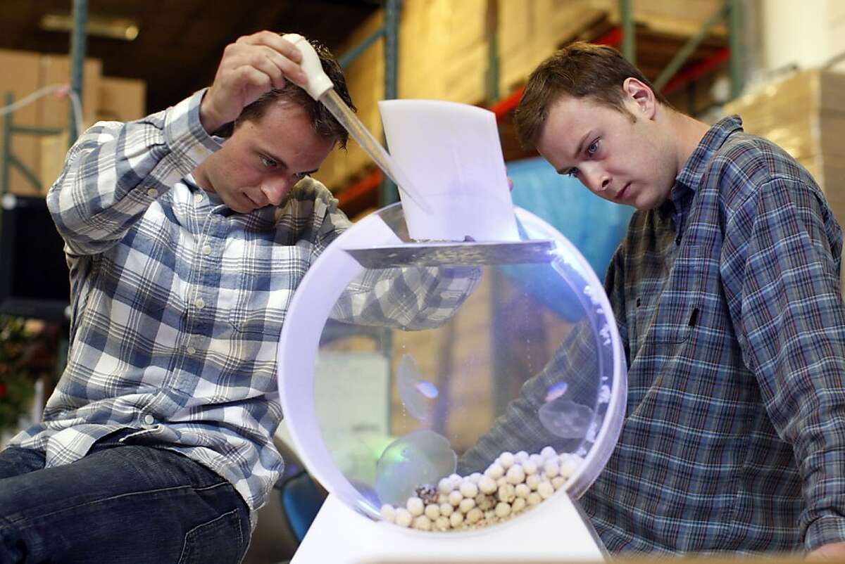 Jellyfish love blooms, Jellyfish Art booms