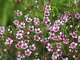 Wax flowers: Evergreen with long-lasting blooms