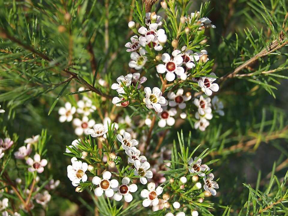 Wax flowers: Evergreen with long-lasting blooms