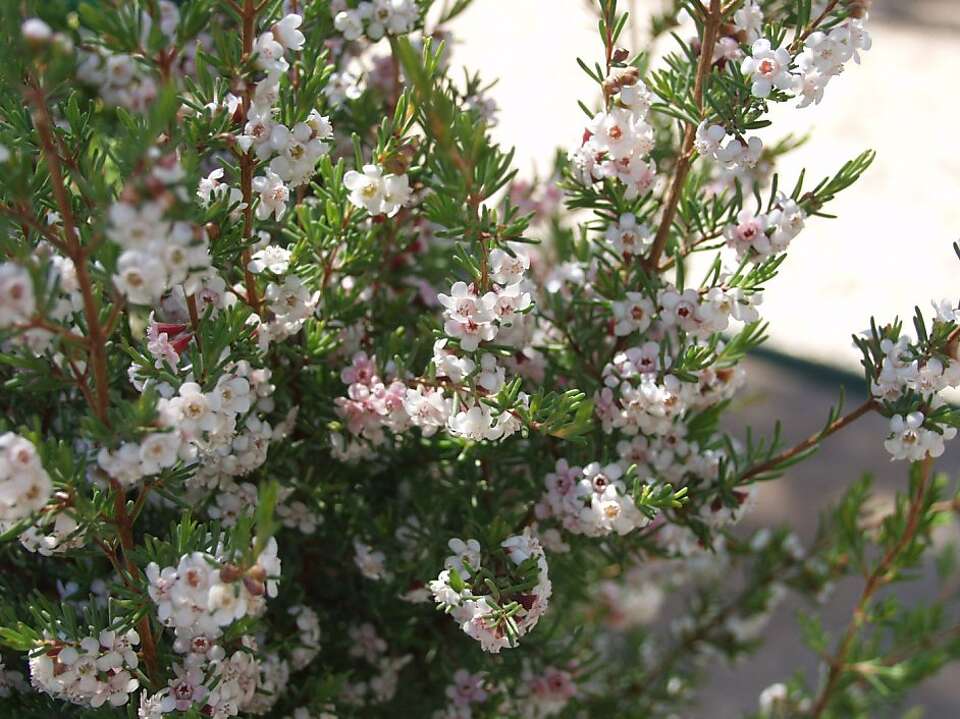 Wax flowers: Evergreen with long-lasting blooms
