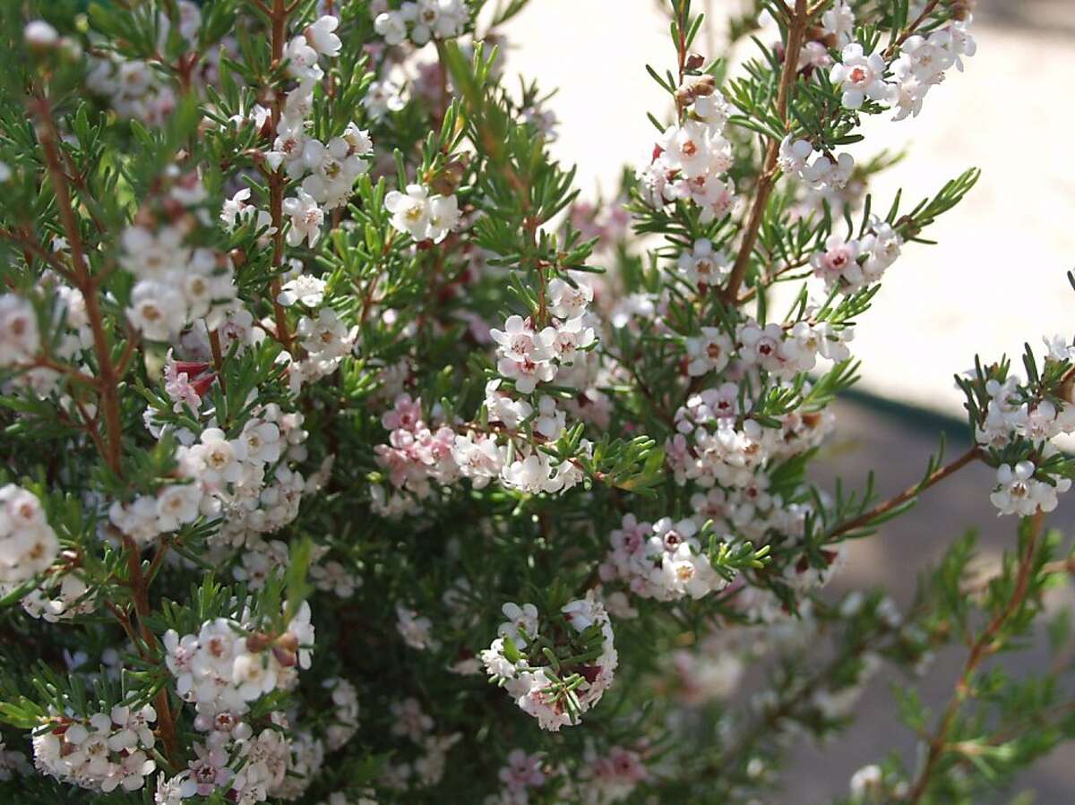 Wax flowers: Evergreen with long-lasting blooms