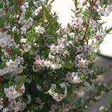 Wax flowers: Evergreen with long-lasting blooms - SFGate