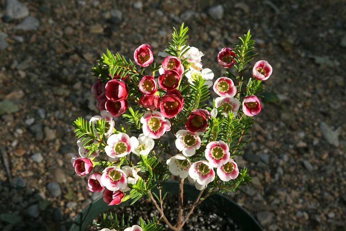 Wax flowers: Evergreen with long-lasting blooms