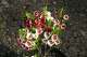 Wax flowers: Evergreen with long-lasting blooms