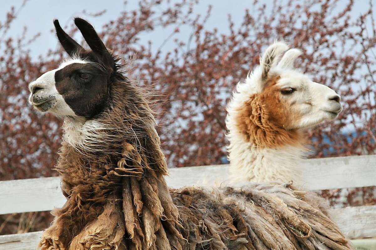 SFGate: Day in Pictures