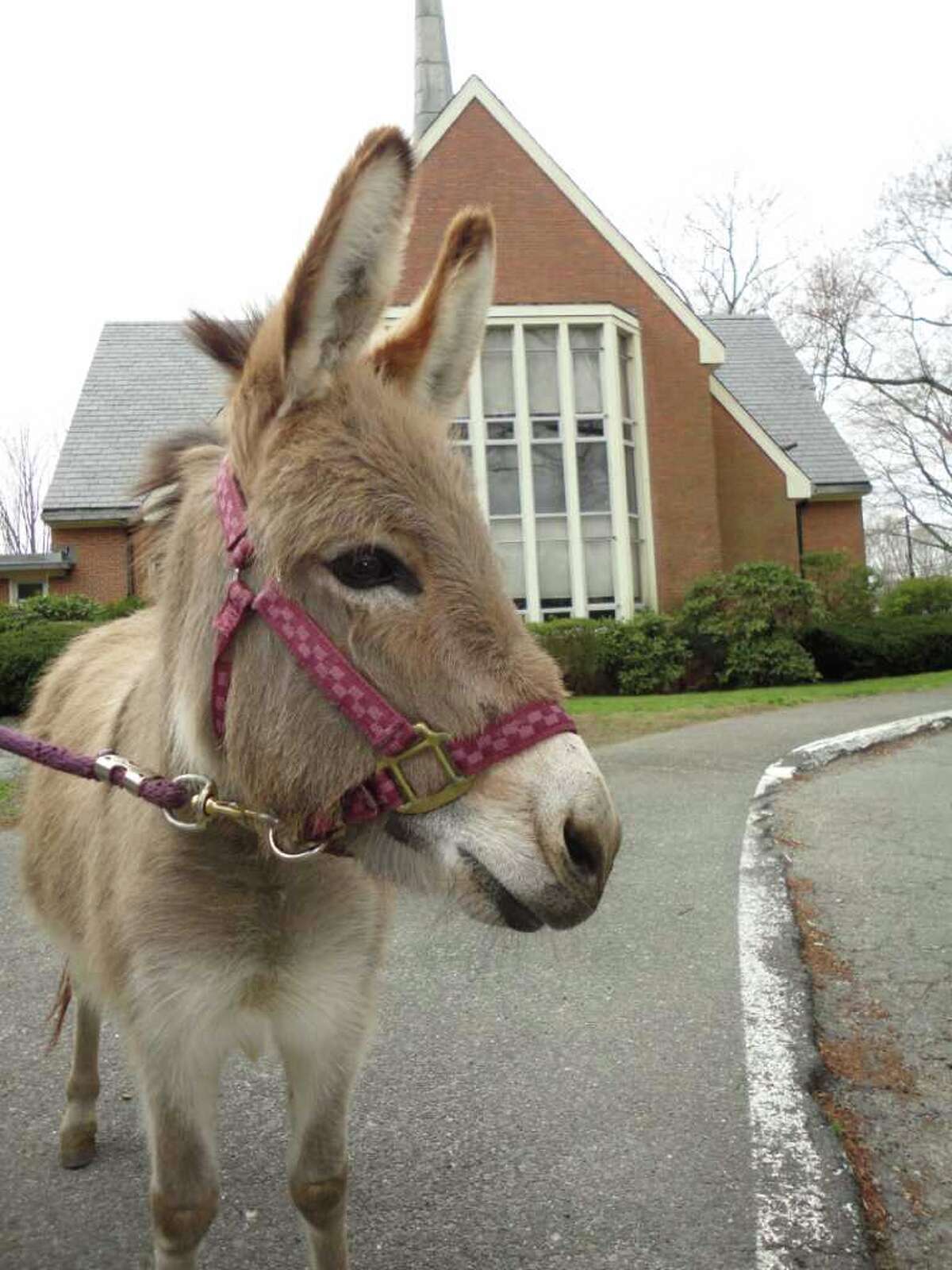 Donkey brings special meaning to Palm Sunday service