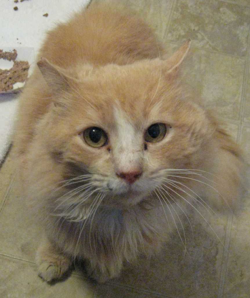 Cat needs a home: Adopt at Save Our Strays