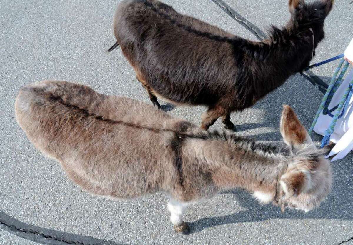 Donkeys join Palm Sunday procession