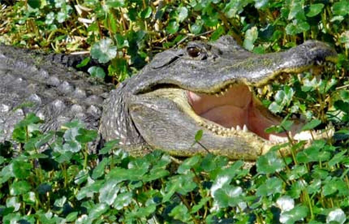 Alligators popping up in the Houston area