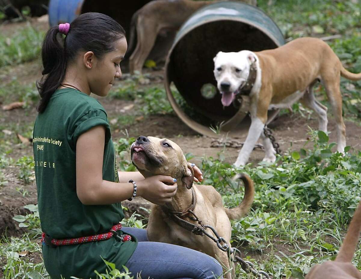 Hundreds of dogs rescued
